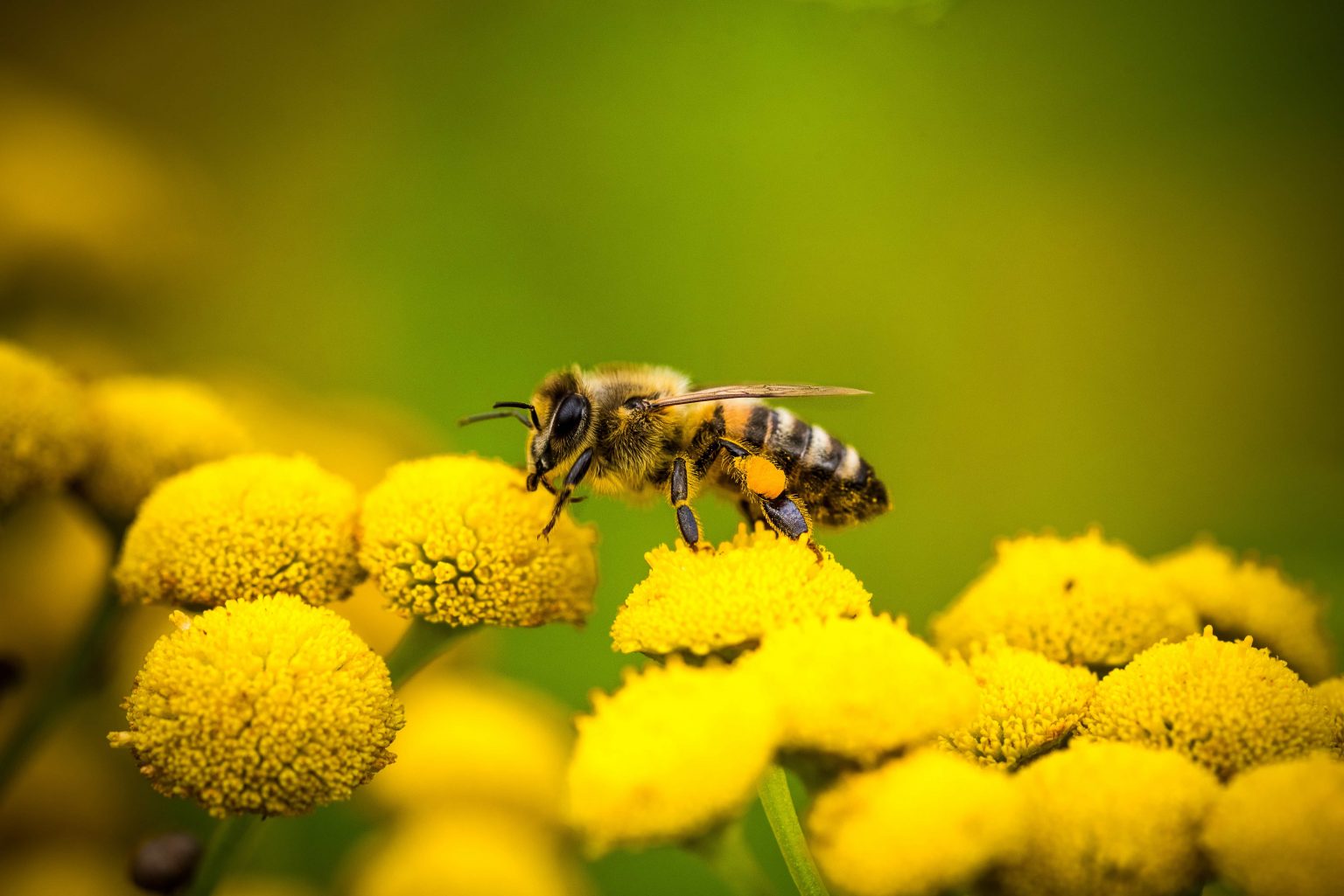 20 Types of Wasps: Characteristics, Habitats and More - Facts.net