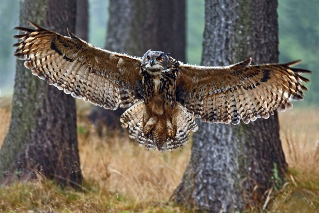 10 Largest Owls in the World - Facts.net