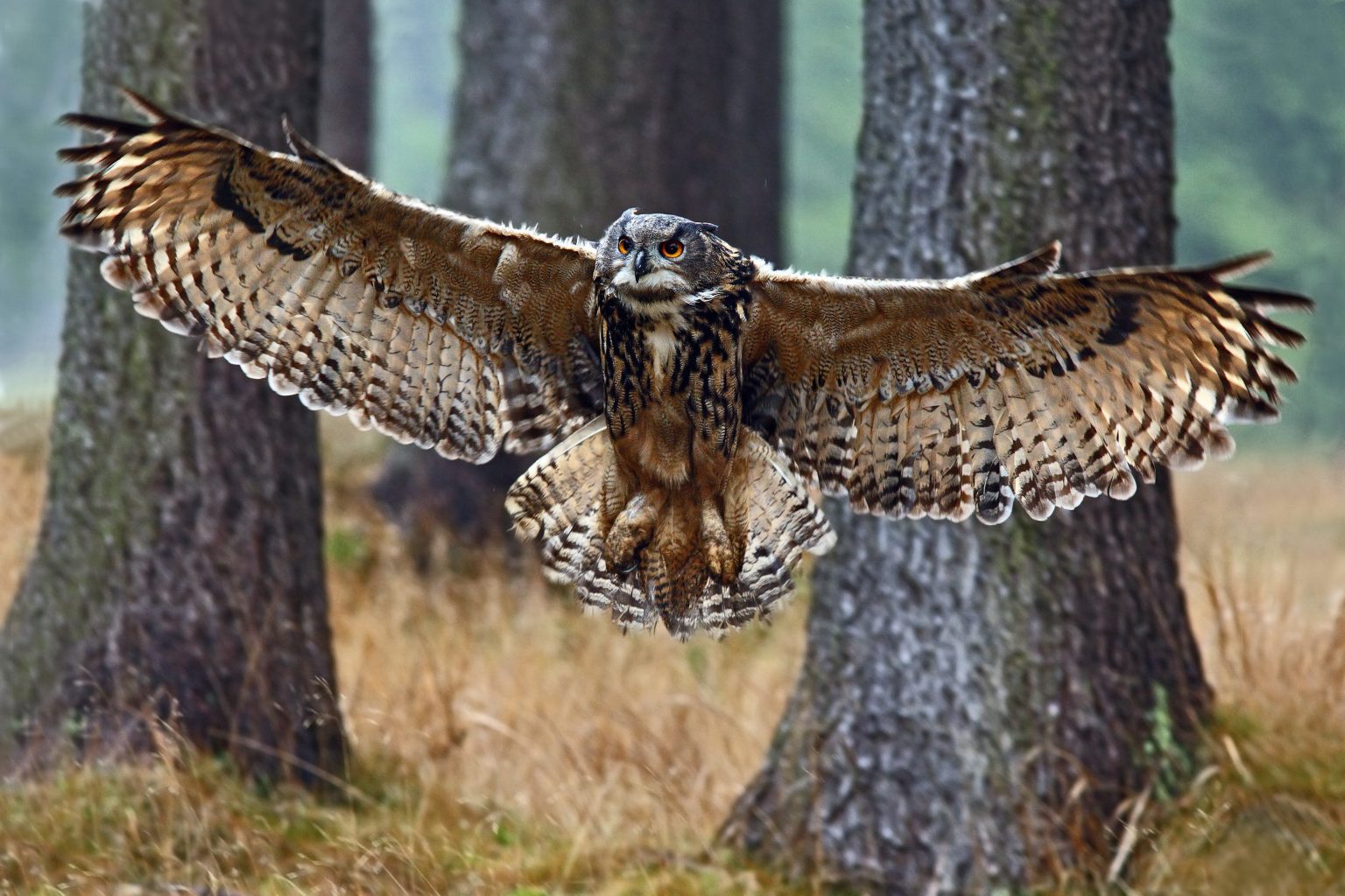 10 Largest Owls in the World - Facts.net