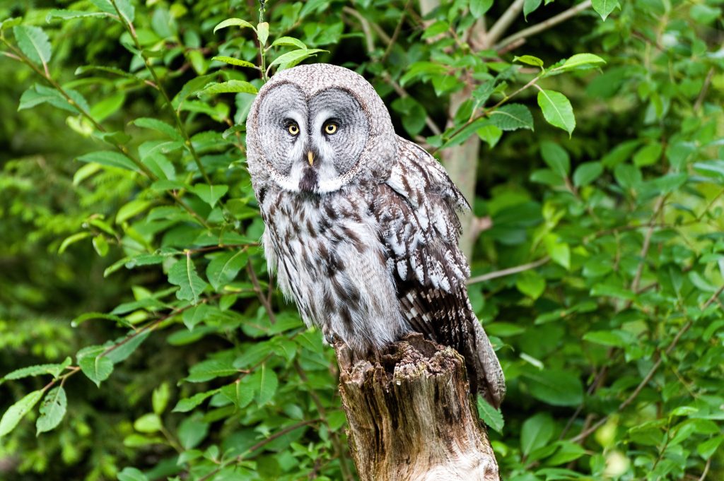 10 Largest Owls in the World - Facts.net