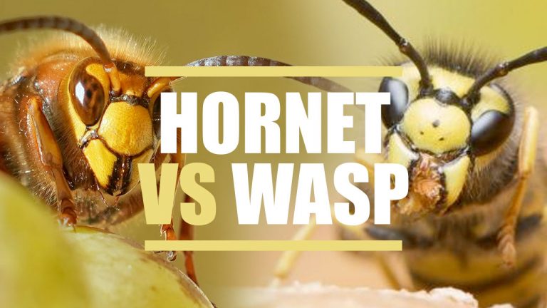 Hornet VS Wasp: What's the Difference? - Facts.net