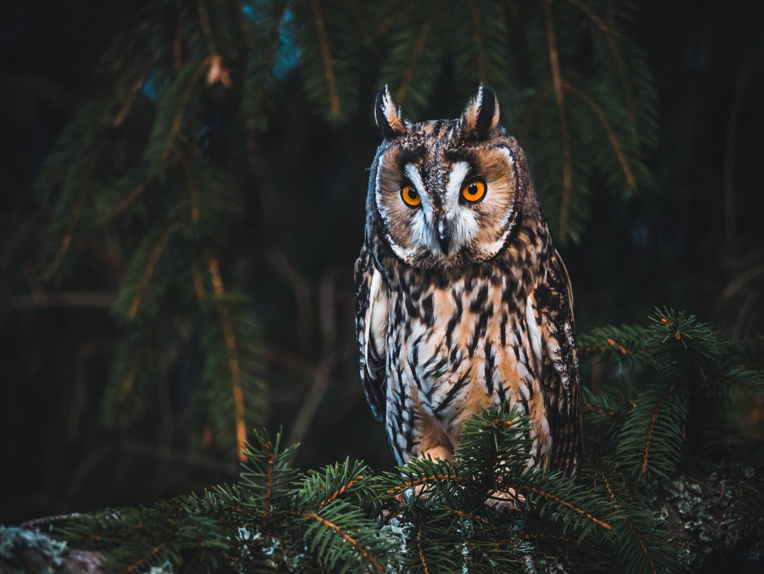 10 Largest Owls in the World - Facts.net