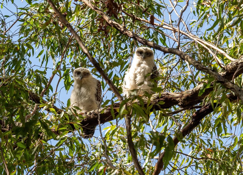 10 Largest Owls in the World - Facts.net