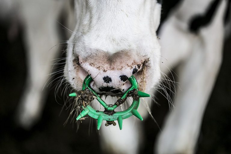 Why Do Bulls Have Nose Rings? - Facts.net