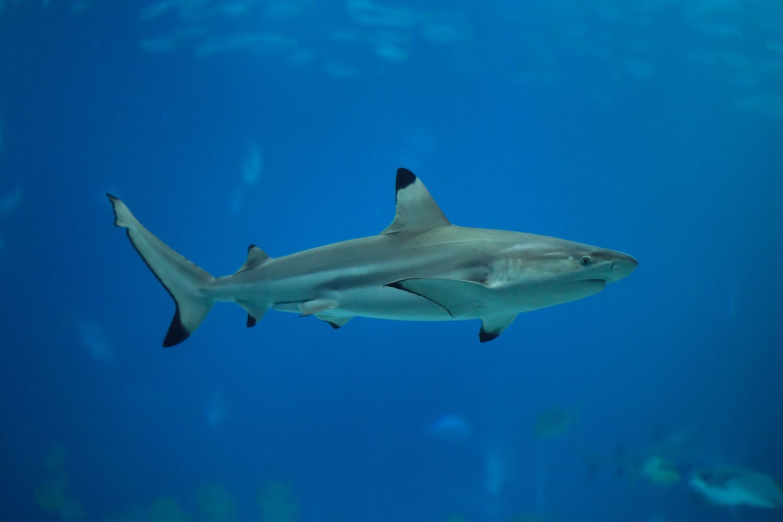 30 Types of Sharks To Look Out For - Facts.net