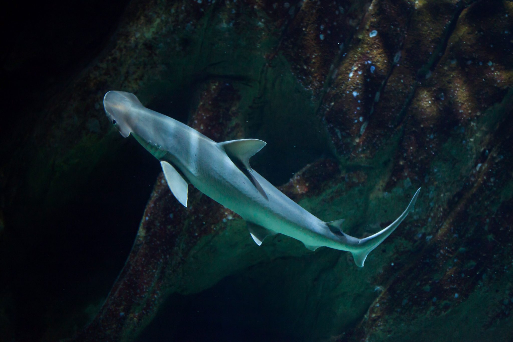 30 Types of Sharks To Look Out For - Facts.net