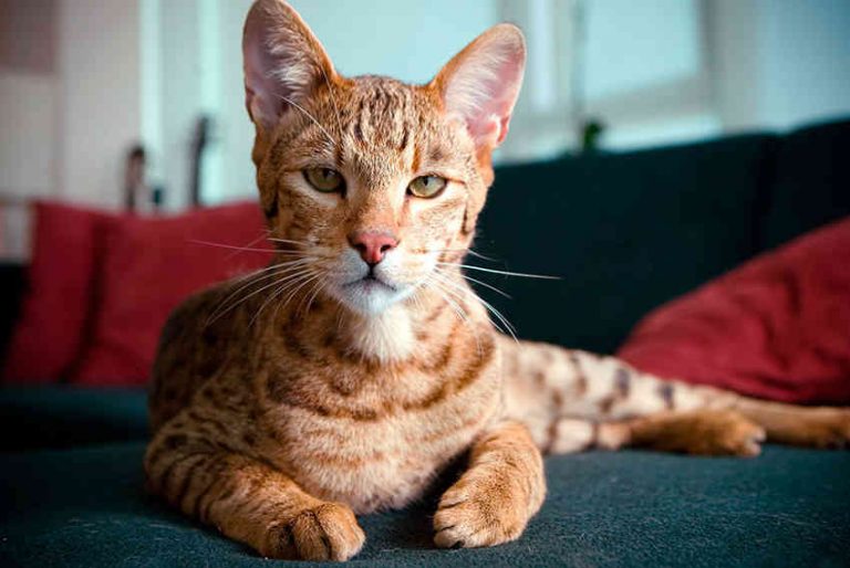 30 Rare Cat Breeds Around The World - Facts.net