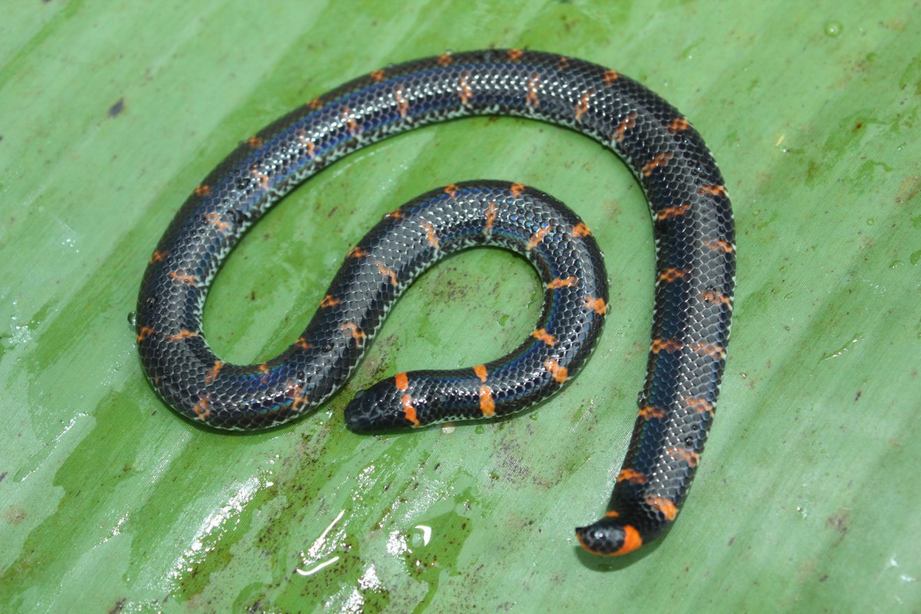 List of 65 Asian Animals Found in Asia - Facts.net