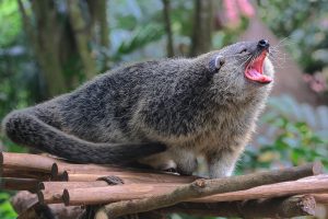 List of 65 Asian Animals Found in Asia - Facts.net