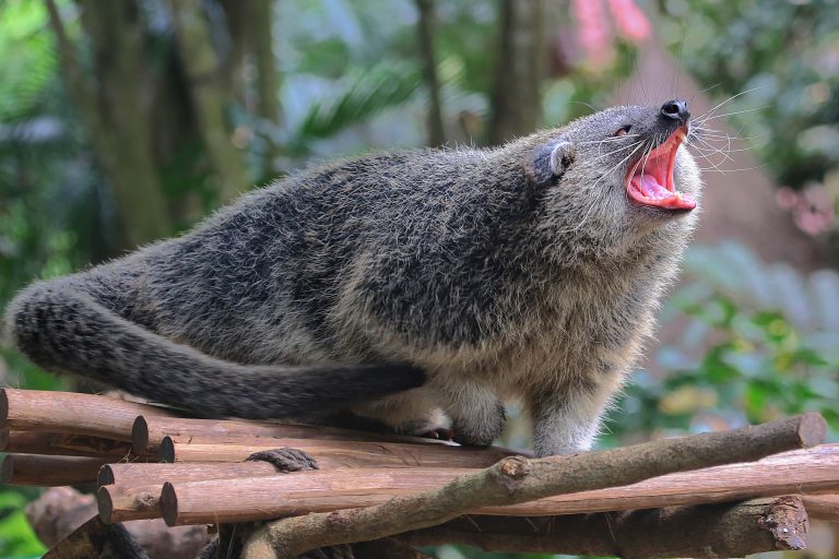 List of 65 Asian Animals Found in Asia - Facts.net