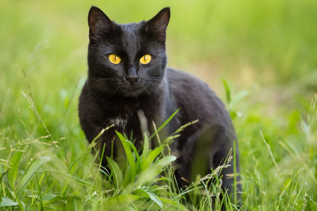 30 Rare Cat Breeds Around The World - Facts.net