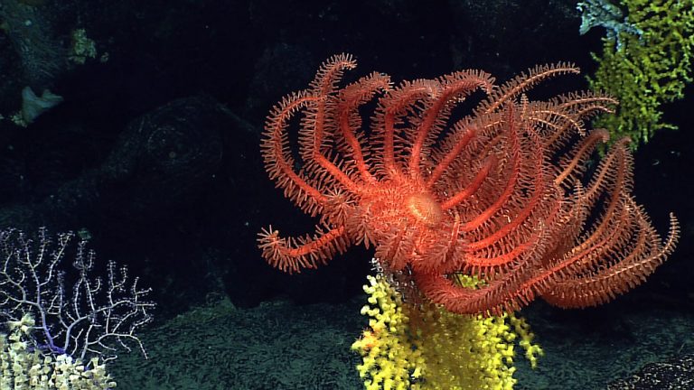 50 Types of Starfish With Pictures - Facts.net