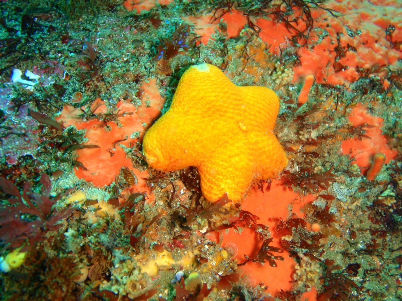 50 Types of Starfish With Pictures - Facts.net