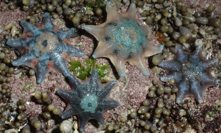 50 Types of Starfish With Pictures - Facts.net
