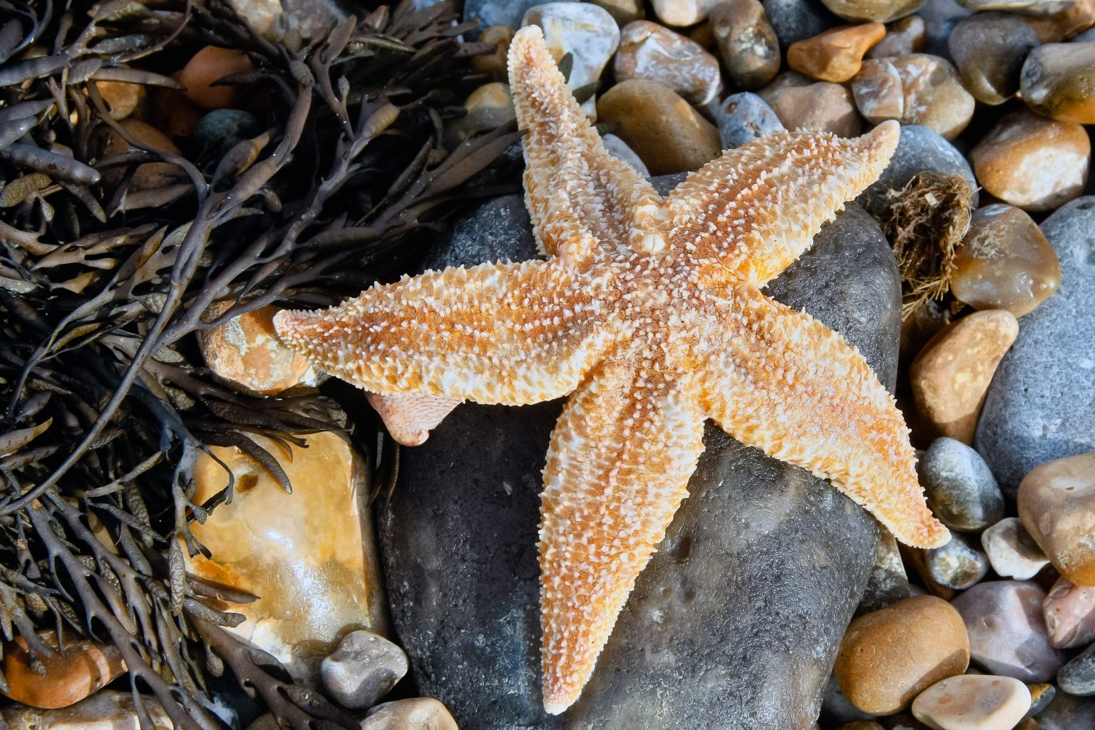 50 Types of Starfish With Pictures - Facts.net