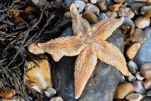 50 Types of Starfish With Pictures - Facts.net