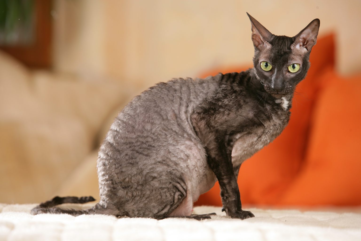 30 Rare Cat Breeds Around The World - Facts.net