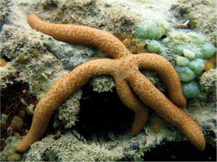 50 Types of Starfish With Pictures - Facts.net