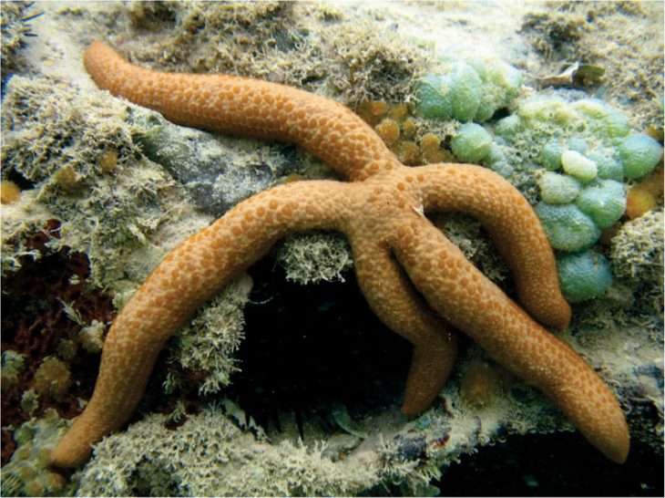 50 Types of Starfish With Pictures - Facts.net