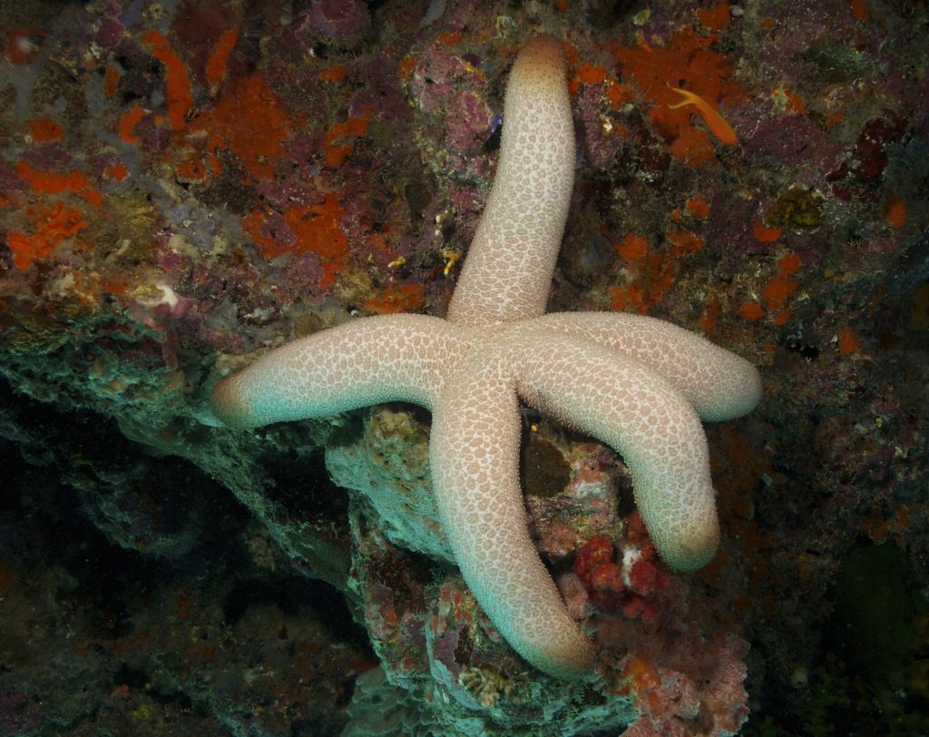 50 Types of Starfish With Pictures - Facts.net