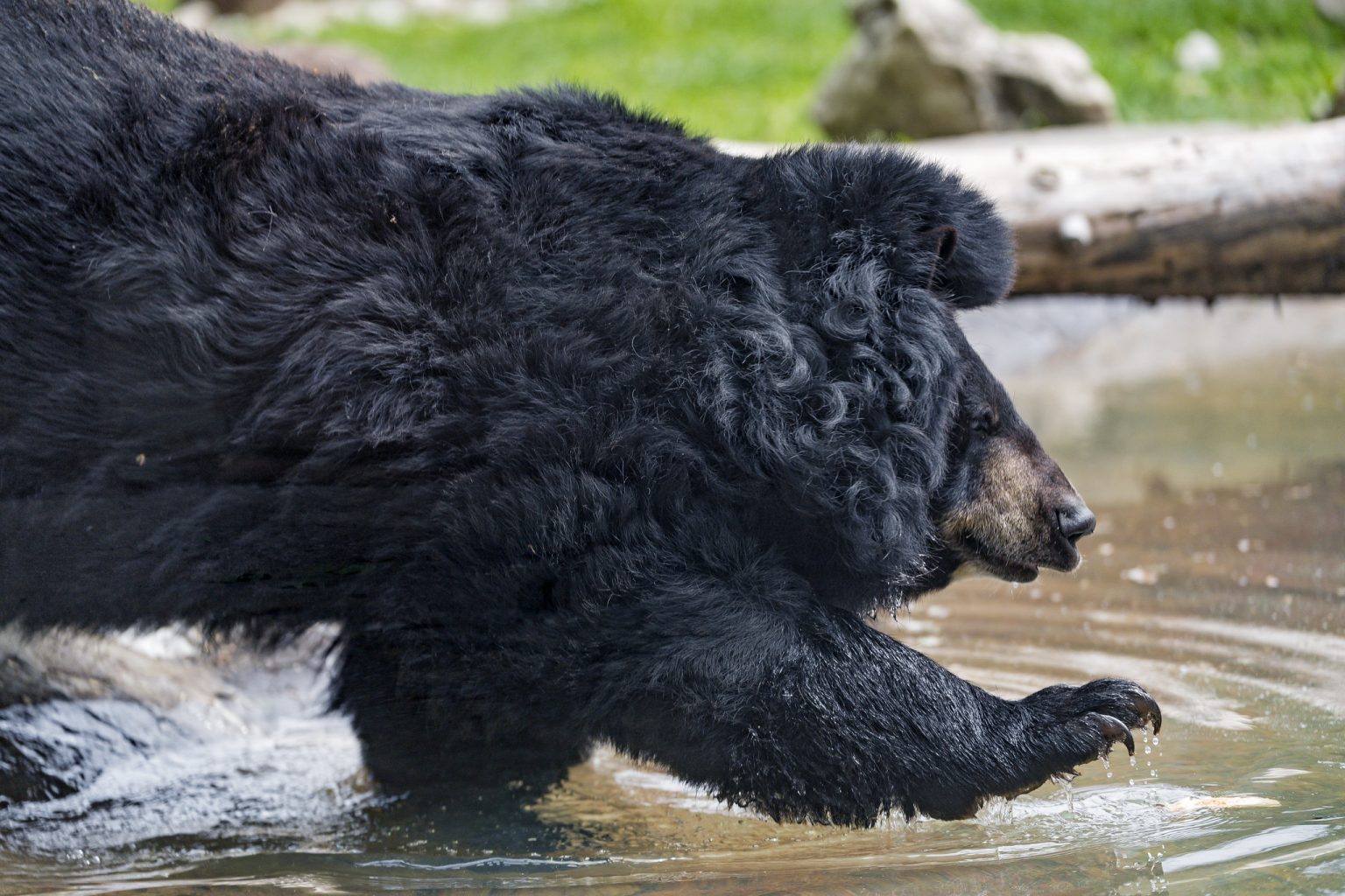 9 Types of Bears, Their Subspecies, and More - Facts.net