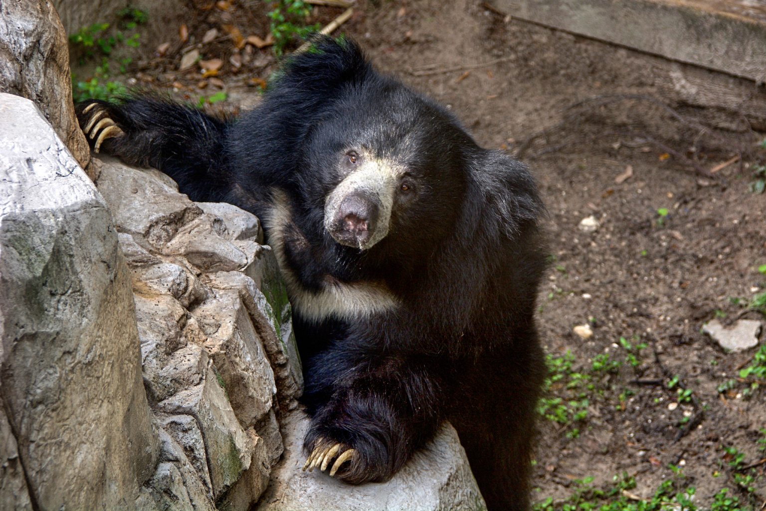 9 Types of Bears, Their Subspecies, and More - Facts.net