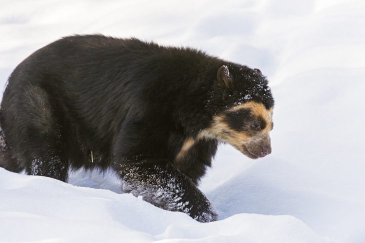 9 Types of Bears, Their Subspecies, and More - Facts.net
