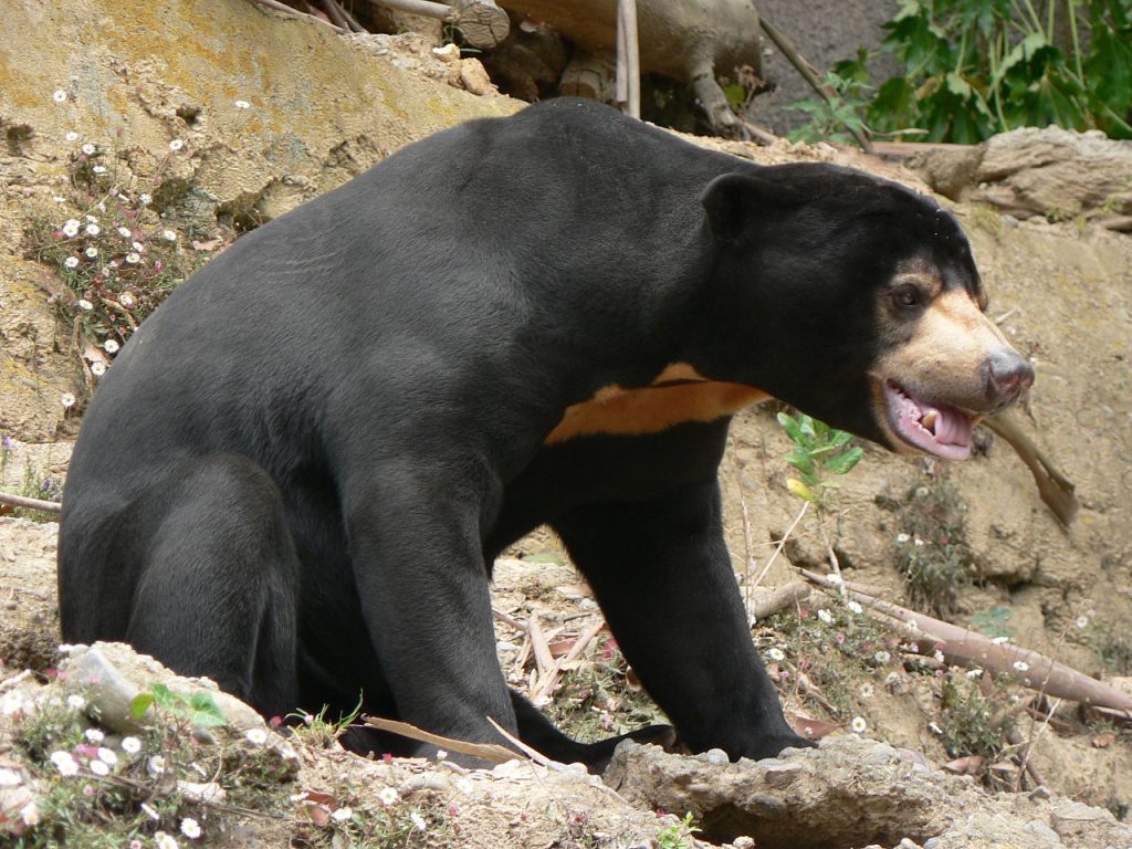 9 Types of Bears, Their Subspecies, and More - Facts.net