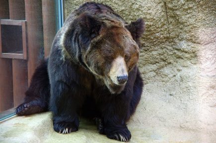9 Types of Bears, Their Subspecies, and More - Facts.net