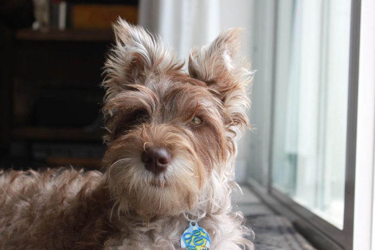 What Kind of Dog is Benji? - Facts.net