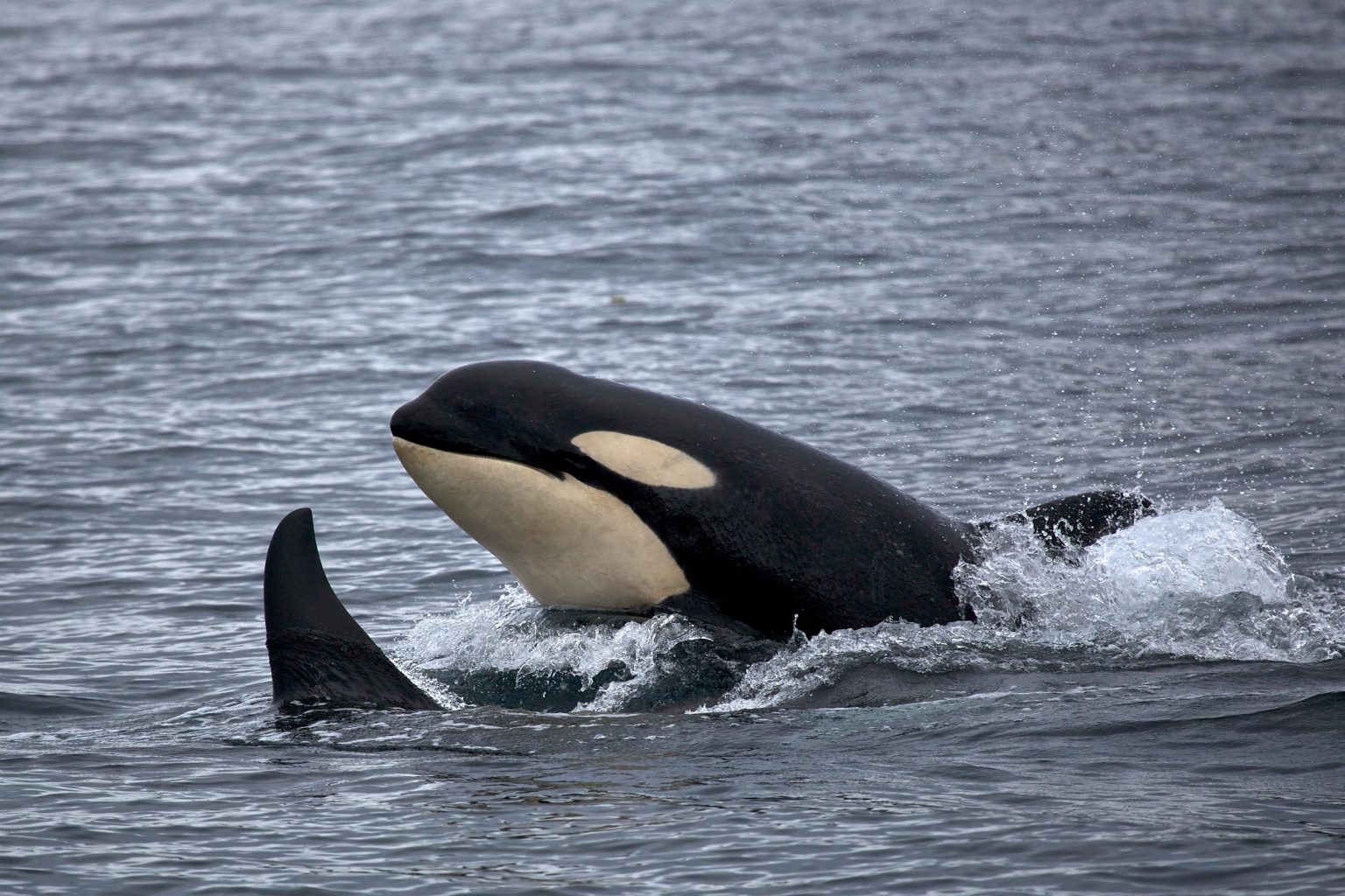 22 Types of Whales [With Photos] - Facts.net