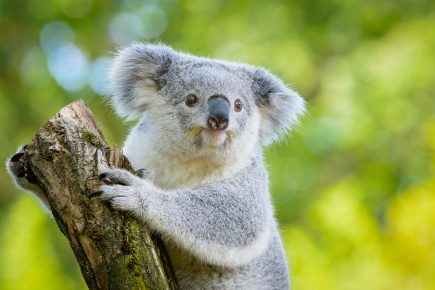 Slowest Animals in the World - Facts.net