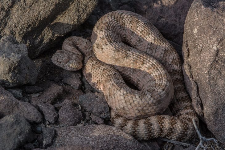 50 Types of Snakes From Around the World - Facts.net