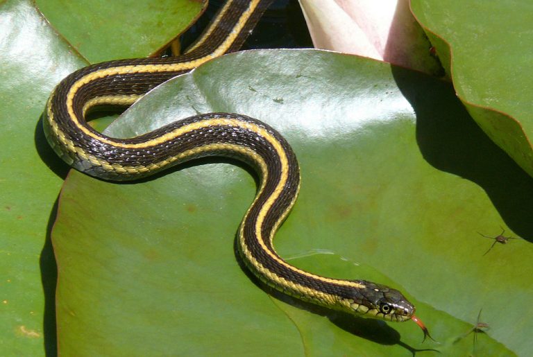 50 Types of Snakes From Around the World - Facts.net