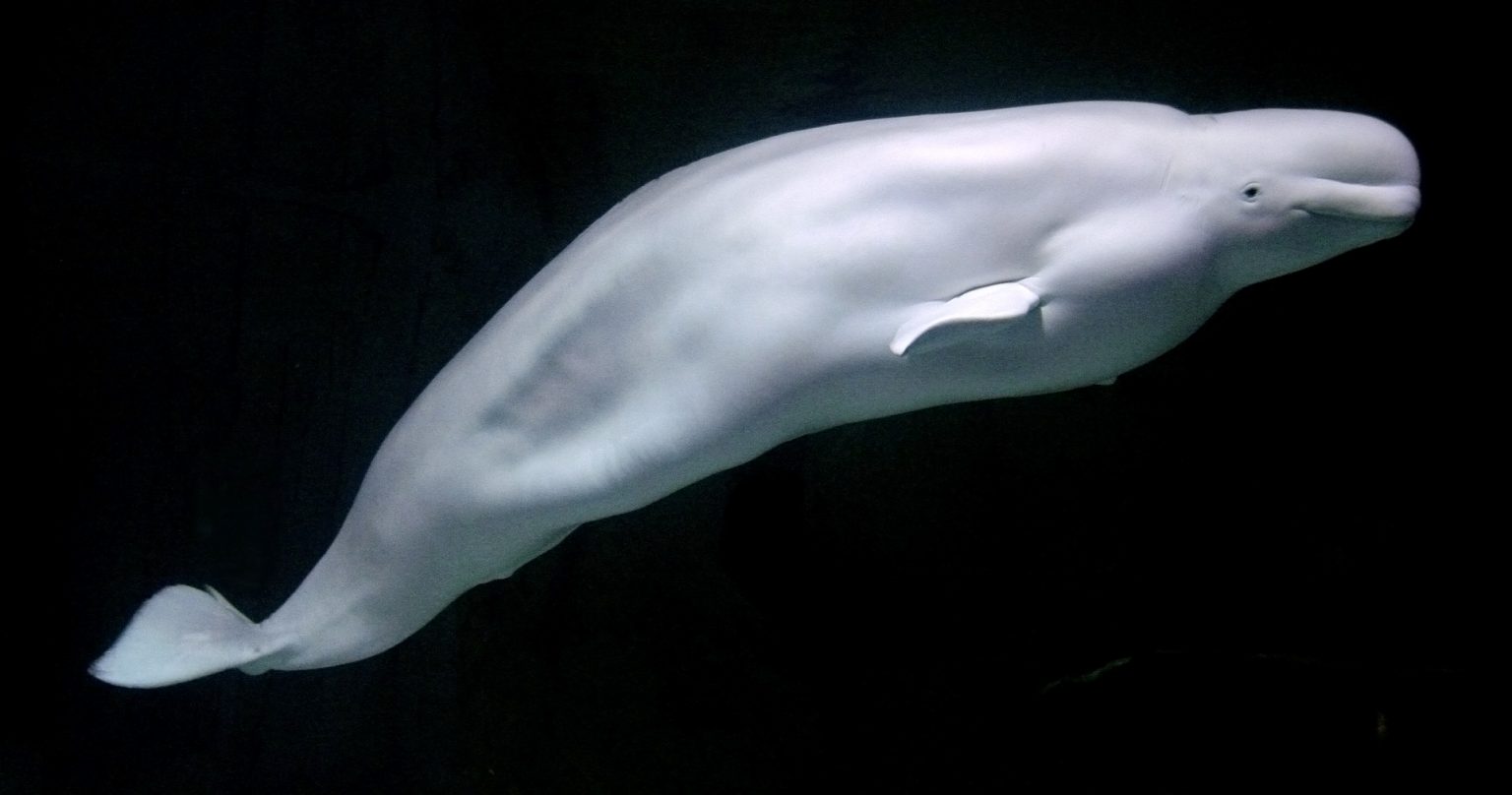 22 Types of Whales [With Photos] - Facts.net