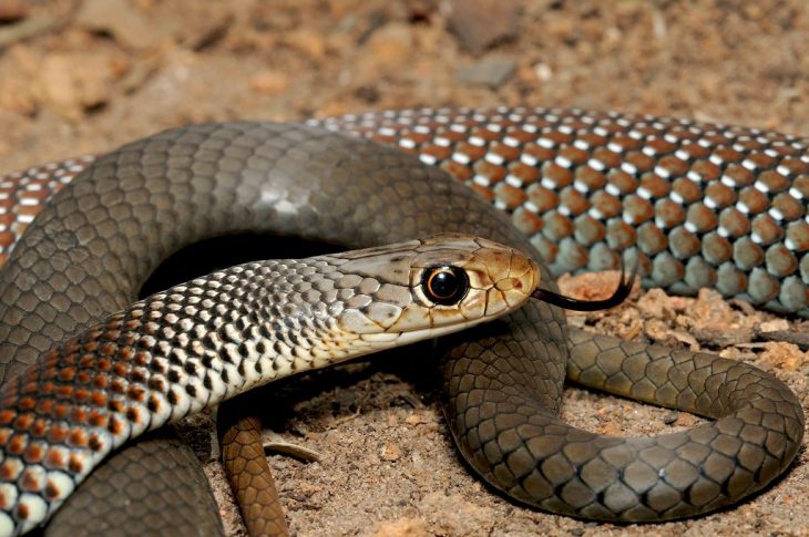 50 Types of Snakes From Around the World - Facts.net