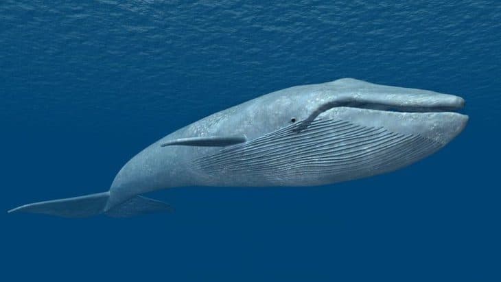 22 Types of Whales [With Photos] - Facts.net