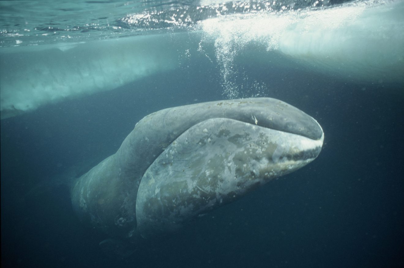 22 Types of Whales [With Photos] - Facts.net