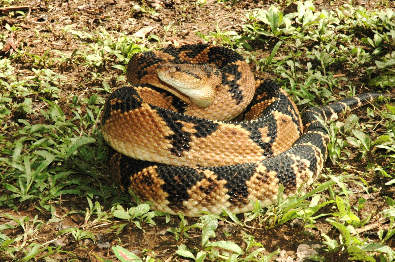 50 Types of Snakes From Around the World - Facts.net