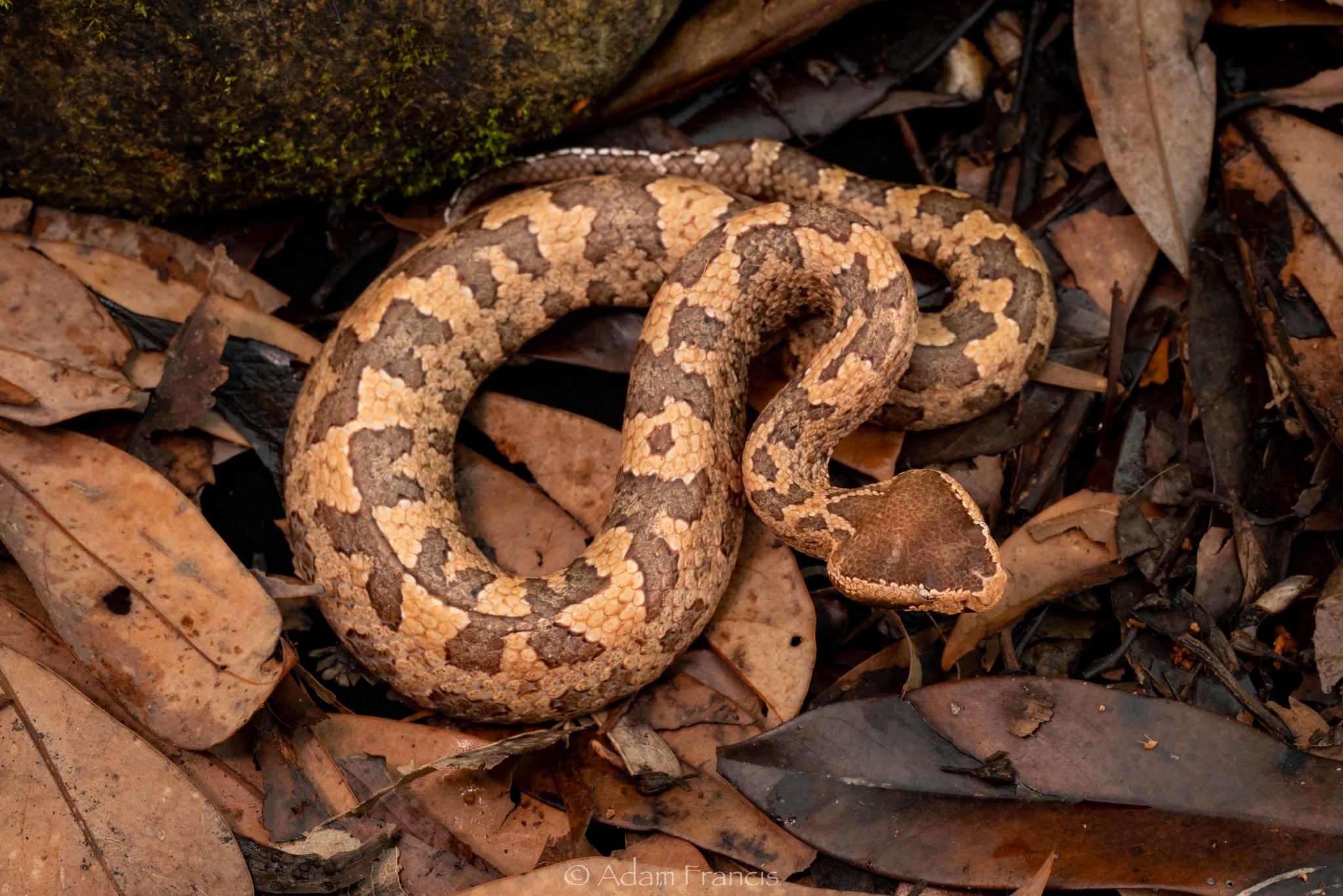 50 Types of Snakes From Around the World - Facts.net