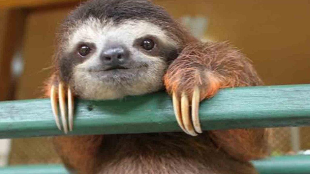 Slowest Animals in the World - Facts.net