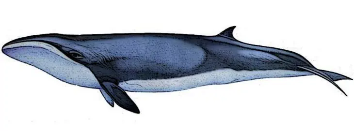 22 Types of Whales [With Photos] - Facts.net