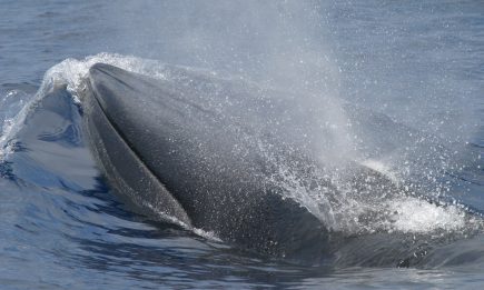 22 Types of Whales [With Photos] - Facts.net