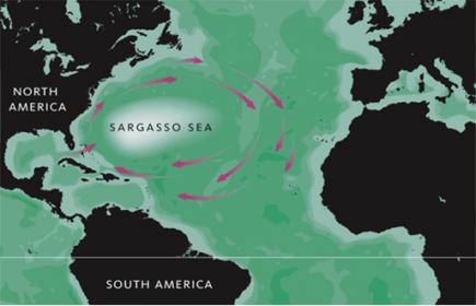 How Do Eels Reproduce? - Facts.net
