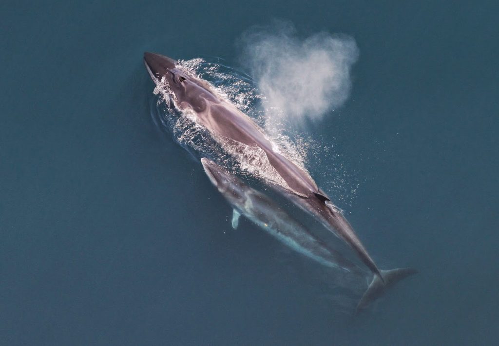 22 Types of Whales [With Photos] - Facts.net