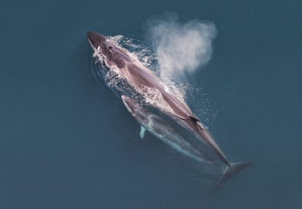 22 Types of Whales [With Photos] - Facts.net
