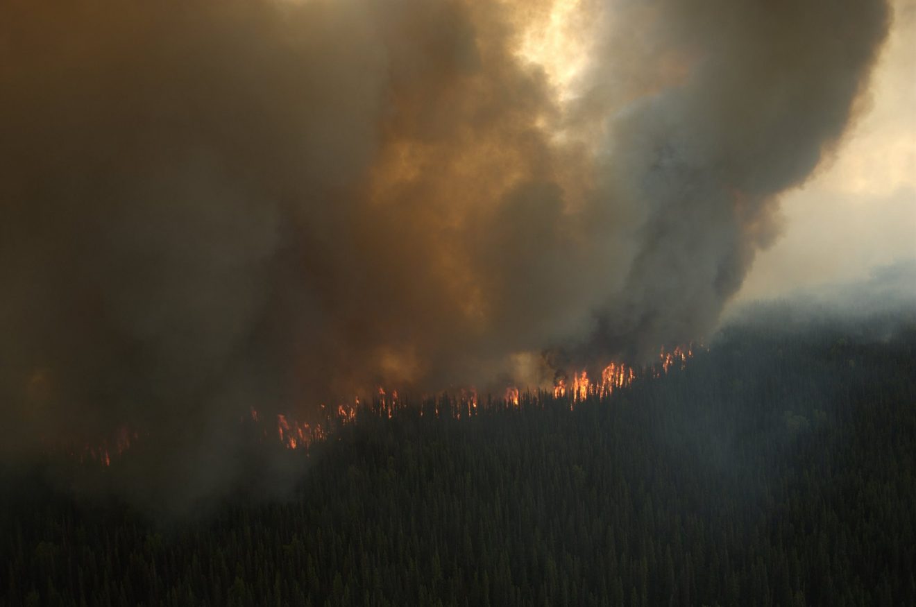 50 Facts About Taiga Biomes: Largest Biome In The World - Facts.net