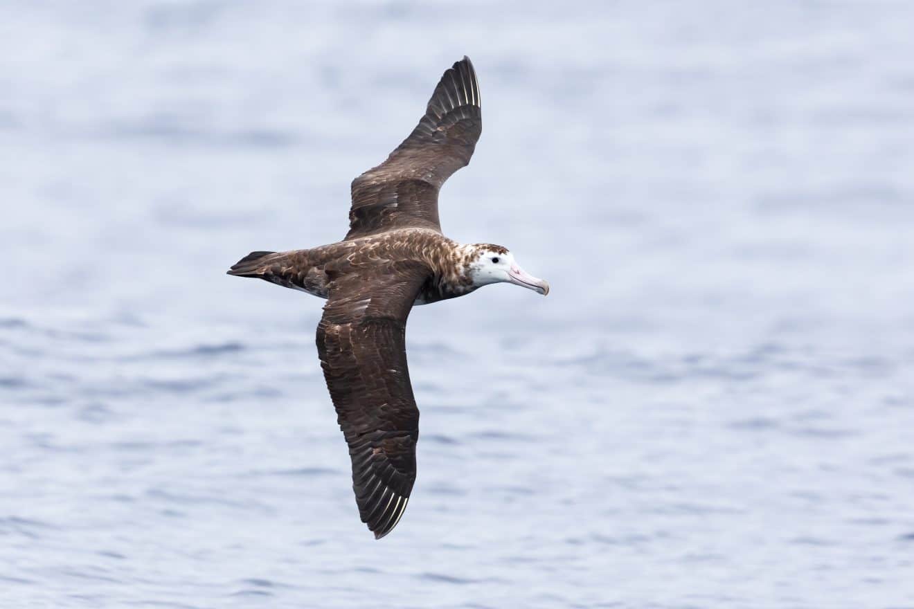 Top 20 Birds With The Longest Wingspans - Facts.net