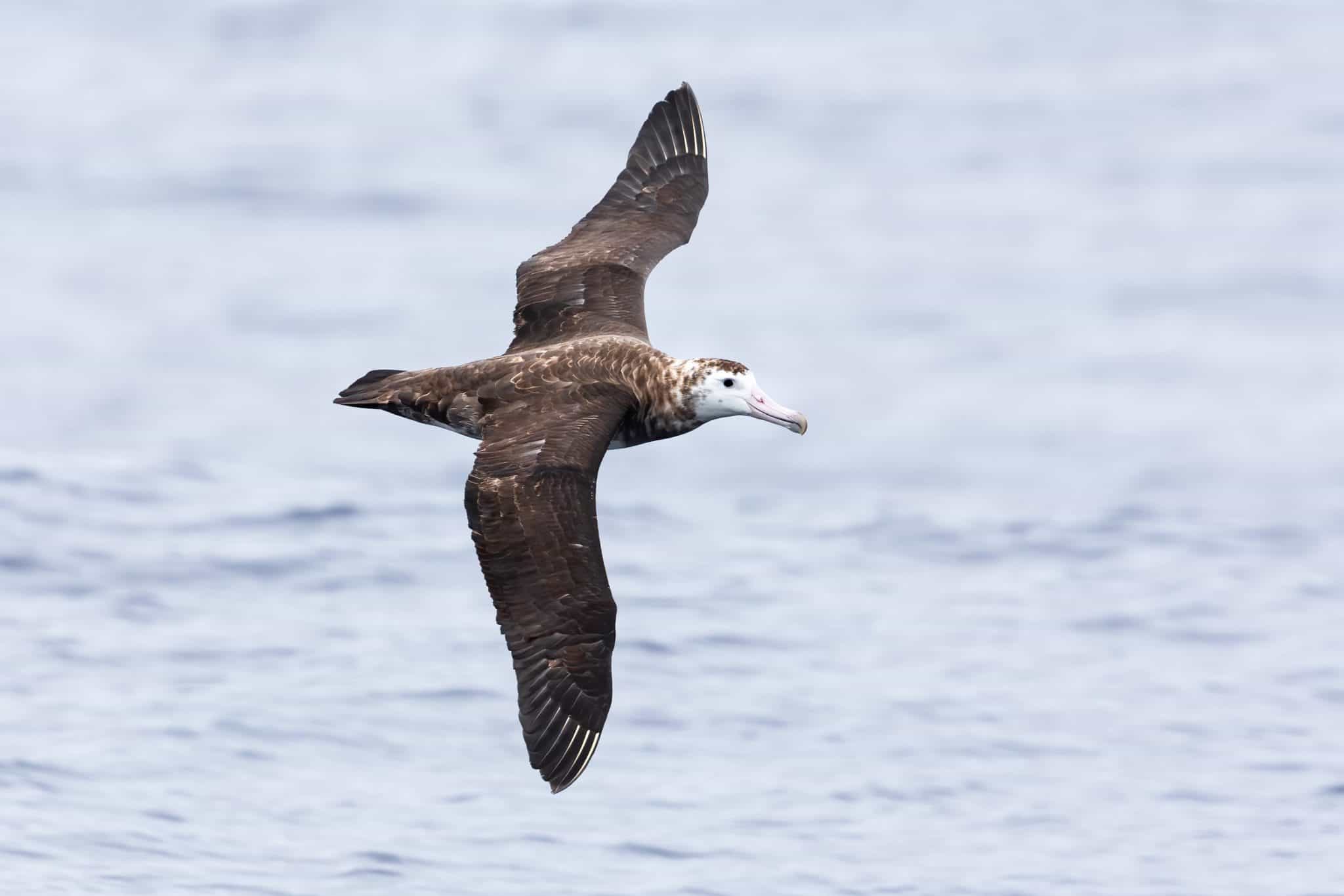 Top 20 Birds With The Longest Wingspans - Facts.net