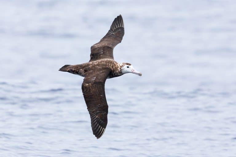 Top 20 Birds With The Longest Wingspans - Facts.net